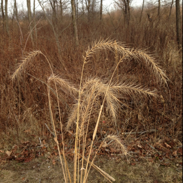 Canada Wild Rye | Project Noah