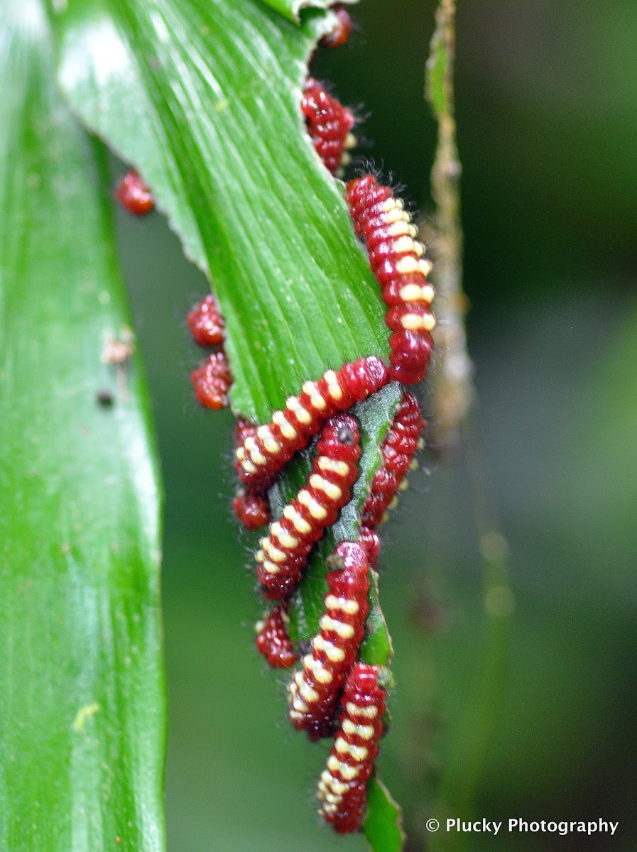 Atala Butterfly Larvae | Project Noah