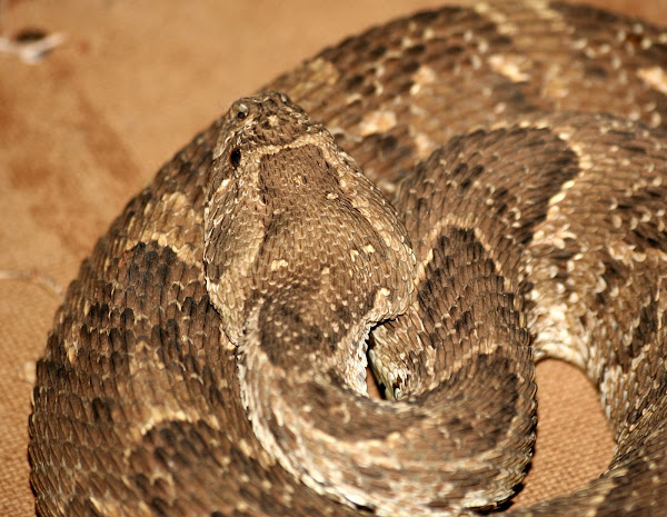 Puff Adder / Lebolobolo | Project Noah