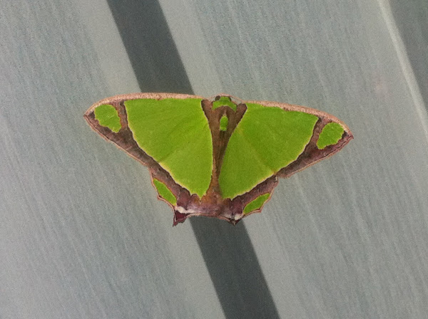 Tailed Emerald Moth | Project Noah