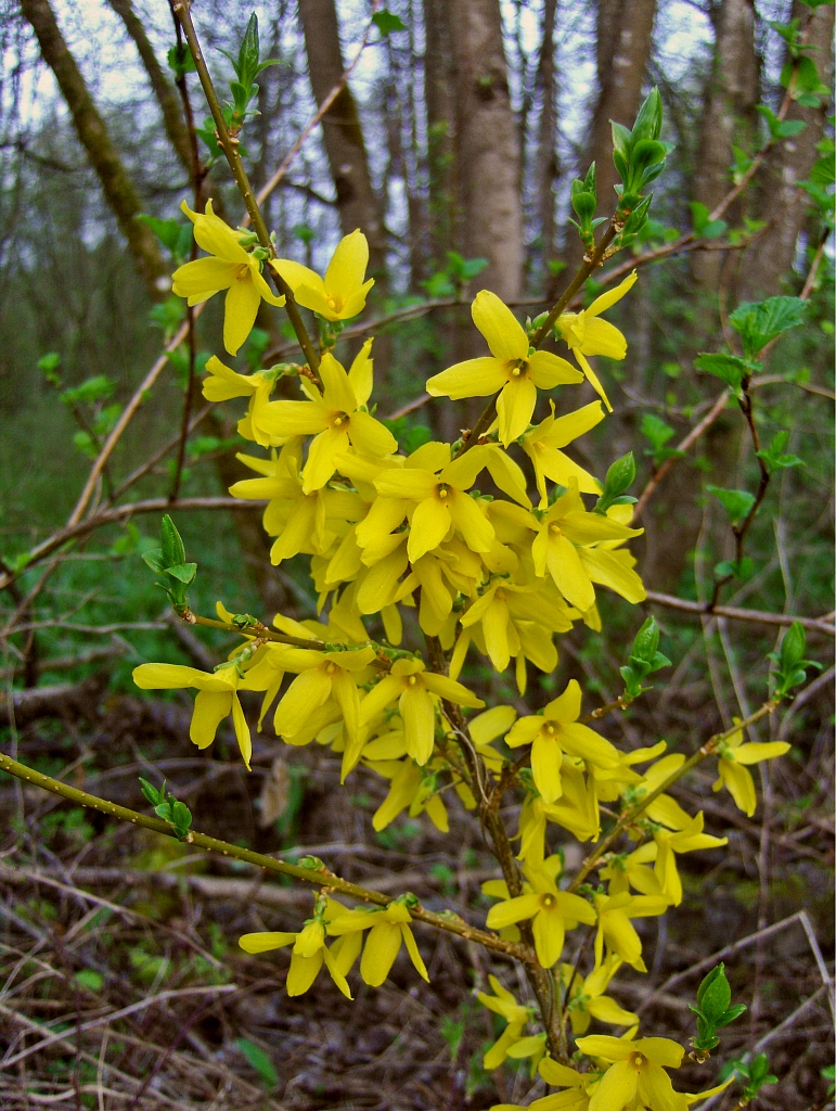 Forsythia/Forzicija | Project Noah