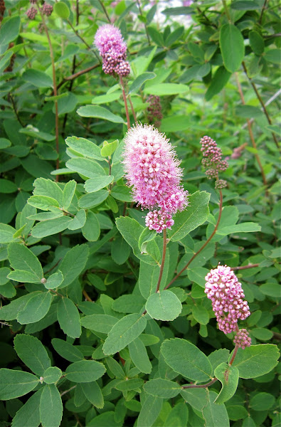 Hardhack | Project Noah