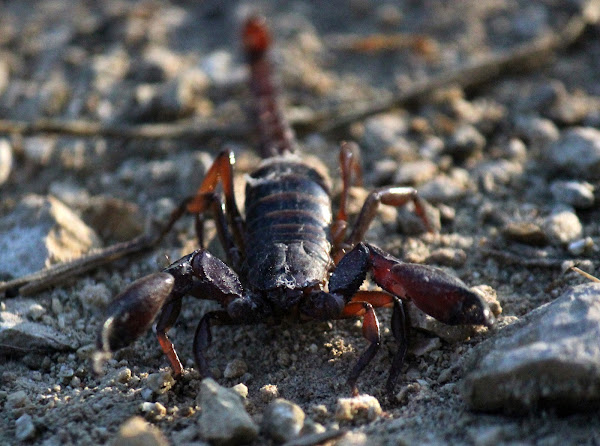 Red Scorpion | Project Noah
