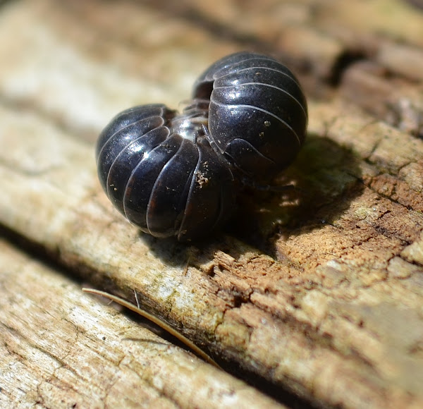 Roly Poly | Project Noah