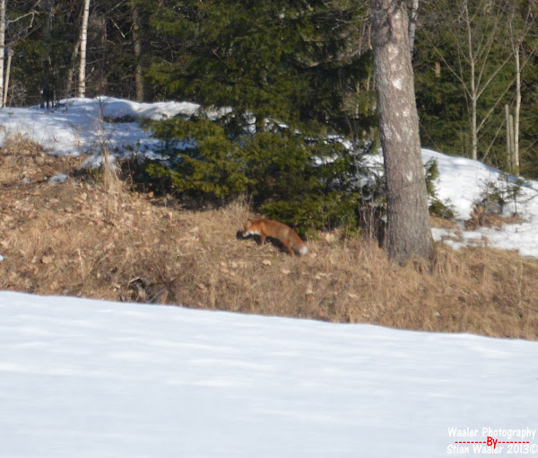 Red fox | Project Noah