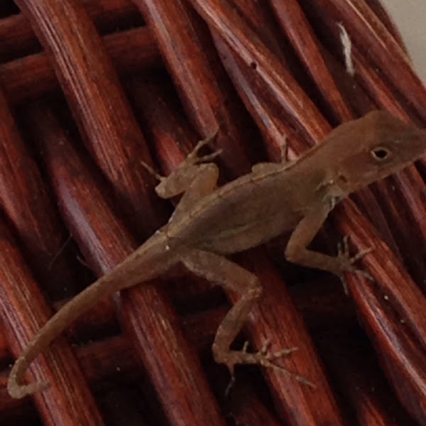 large-headed anole | Project Noah