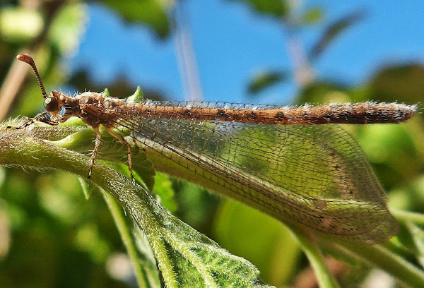 Ant-lion / Formiga-leão | Project Noah