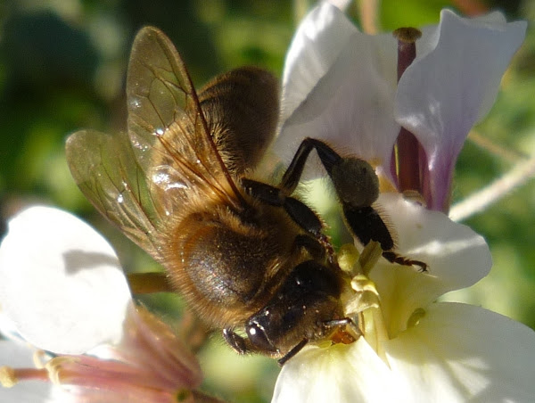 abeja doméstica o abeja melífera | Project Noah