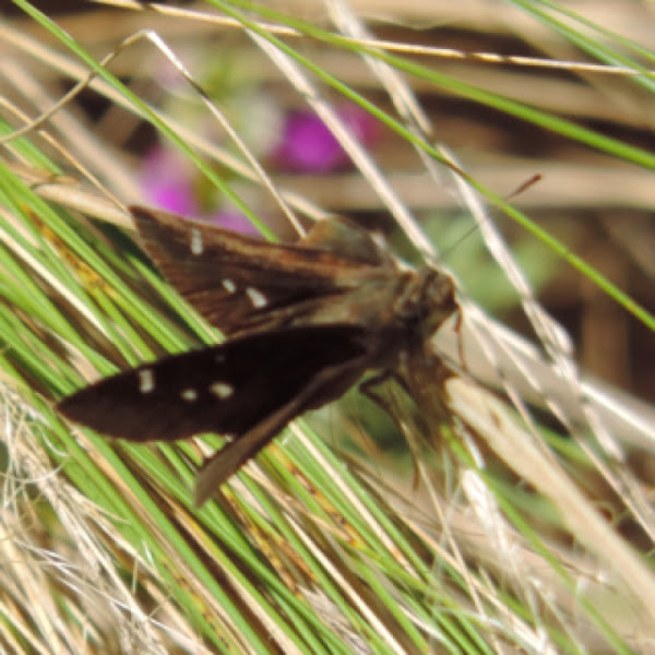 Clouded Skipper | Project Noah