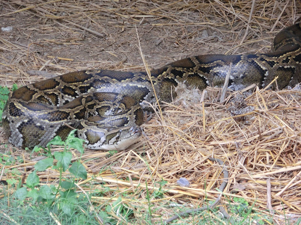 ASIATIC ROCK PYTHON | Project Noah