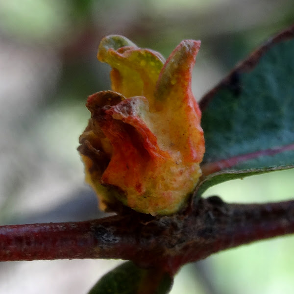 Eucalyptus leaf axil gall | Project Noah