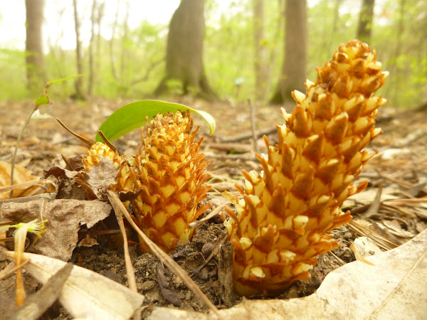 Squawroot | Project Noah