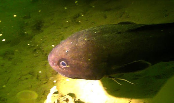 Lesser Fork-beard Fish | Project Noah