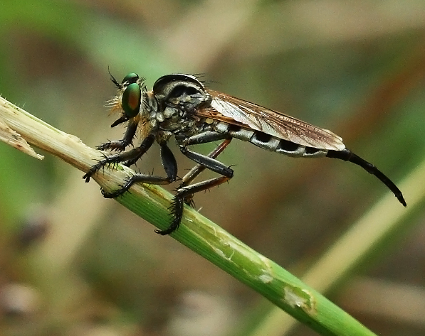 Robber fly | Project Noah