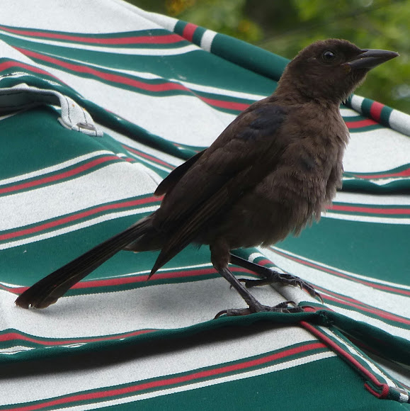 Juvenile Fish Crow | Project Noah