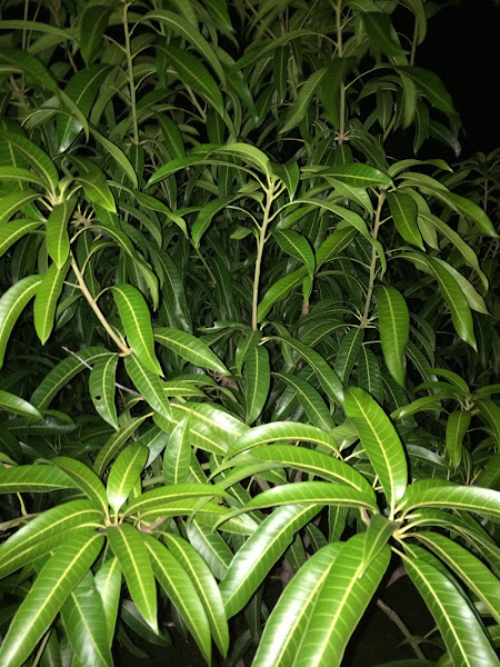 Mango (tree) | Project Noah