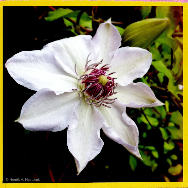 Clematis. | Project Noah