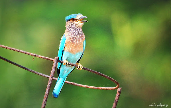 Indian Roller or Blue Jay | Project Noah