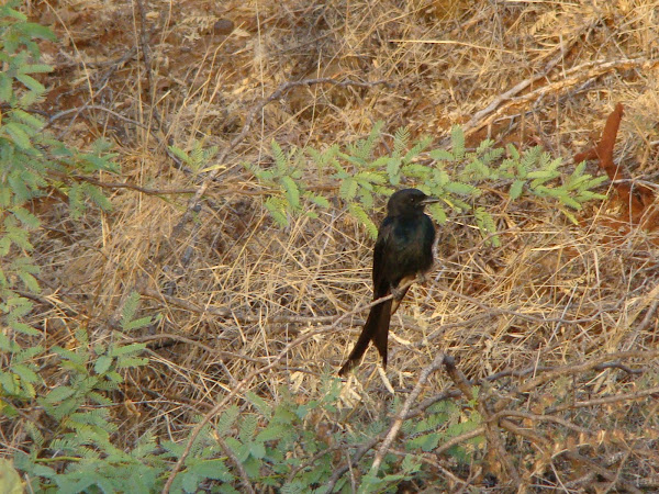Black Drongo | Project Noah