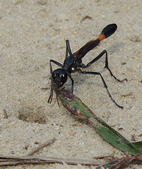 Common thread-waisted wasp | Project Noah