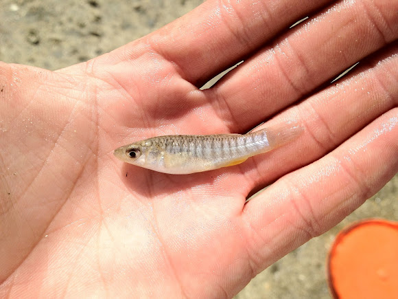 Bull Minnow | Project Noah