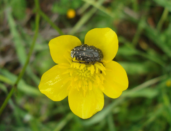 Phytophagous Beetle | Project Noah
