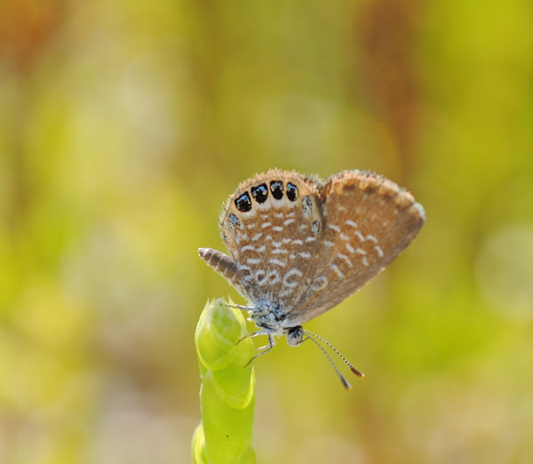 Eastern pygmy blue butterfly | Project Noah