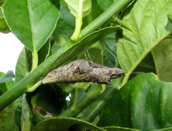 Giant Swallowtail larva | Project Noah