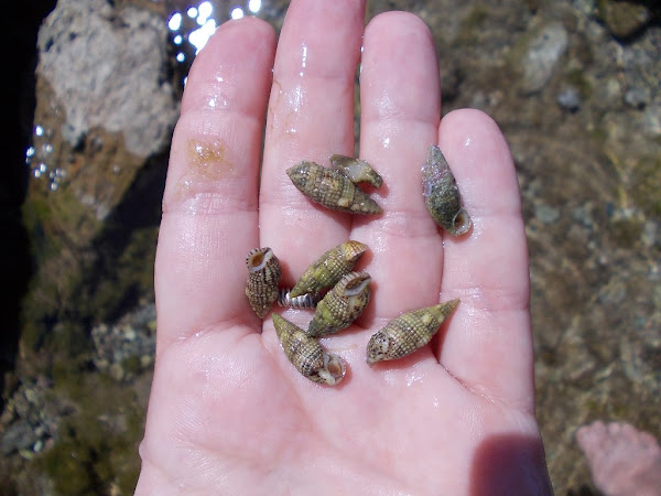 Bittium reticulatum | Project Noah