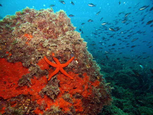 Common starfish | Project Noah