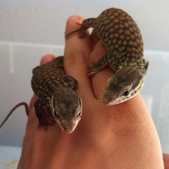 Ackie Monitor | Project Noah