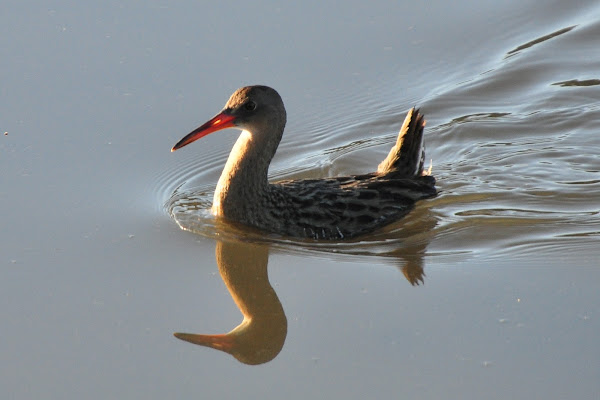 Clapper Rail | Project Noah