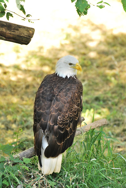 Bald Eagle | Project Noah