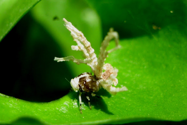 Ricaniid Planthopper (nymph) | Project Noah