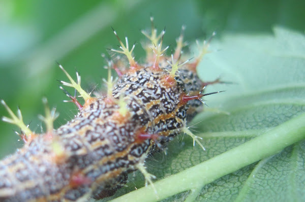 Question Mark Butterfly Larvae | Project Noah