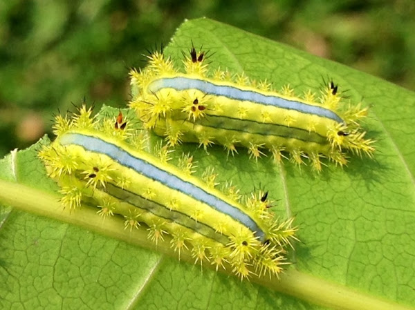 Nettle caterpillar | Project Noah