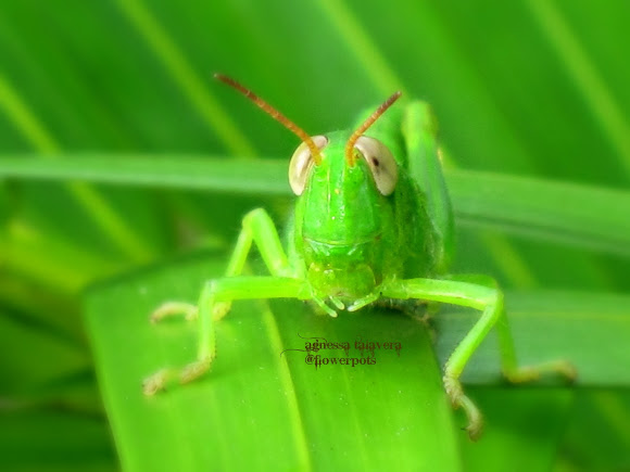 Grasshopper (Nymph) | Project Noah