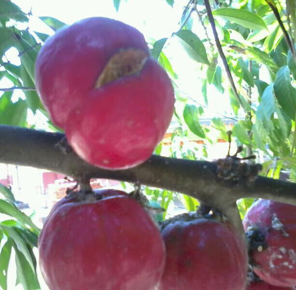 mahkota dewa | Project Noah