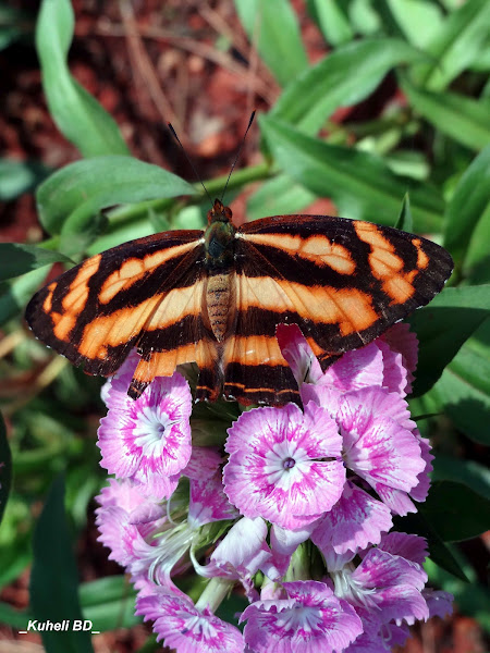 Common Jester | Project Noah