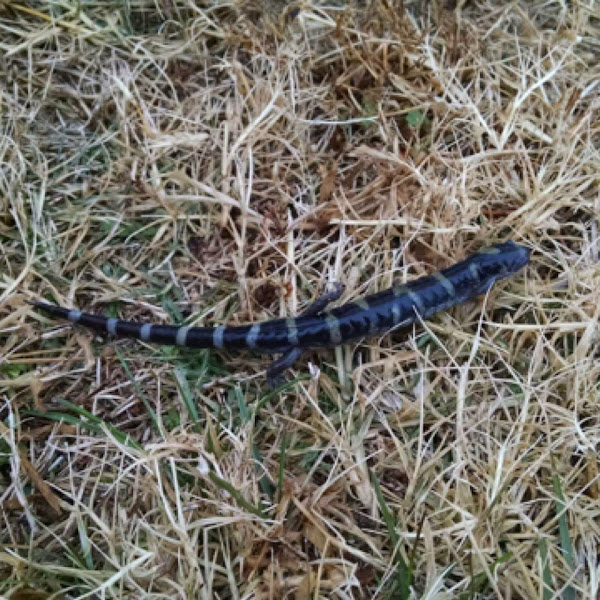Ringed Salamander | Project Noah