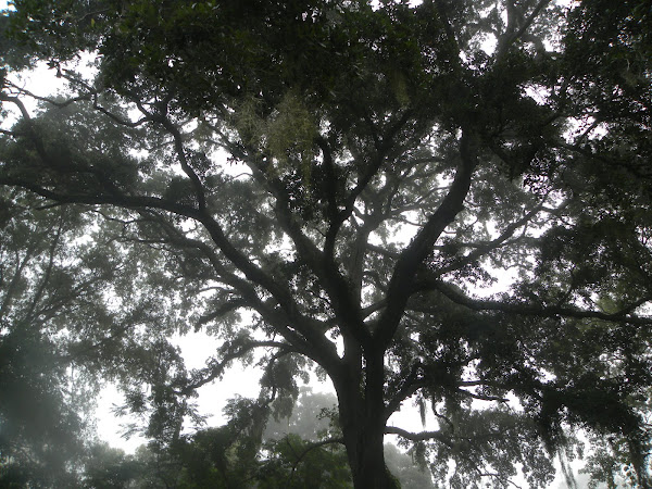 Oak Tree | Project Noah