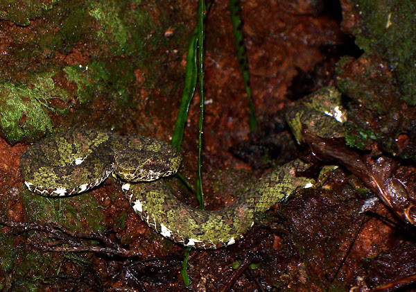 Eyelash Pit Viper | Project Noah