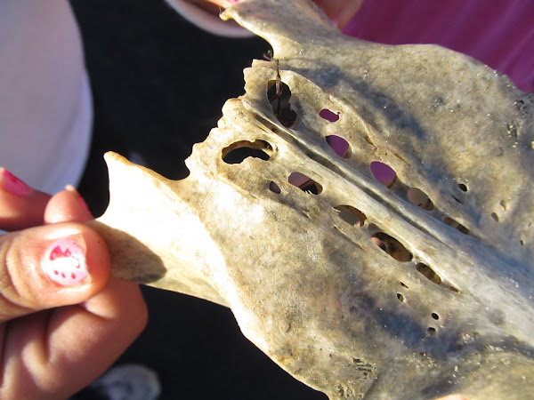 Pelican Pelvis Bone | Project Noah