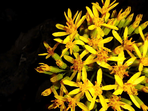 Palo Loco | Project Noah