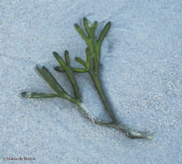 Green sponge seaweed | Project Noah
