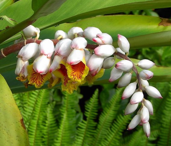 Shell Ginger | Project Noah