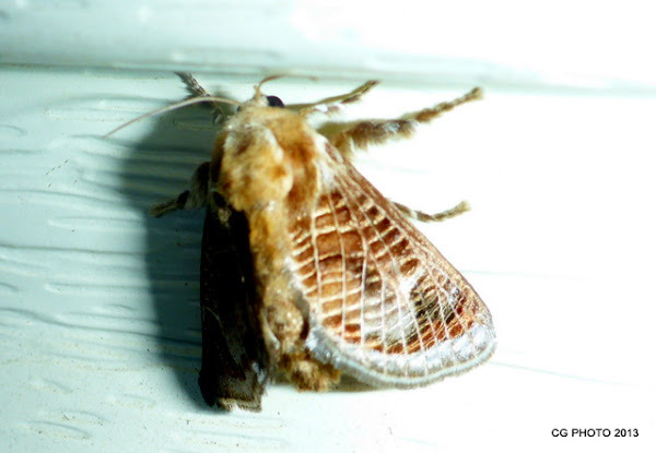 Mottled Cup Moth | Project Noah