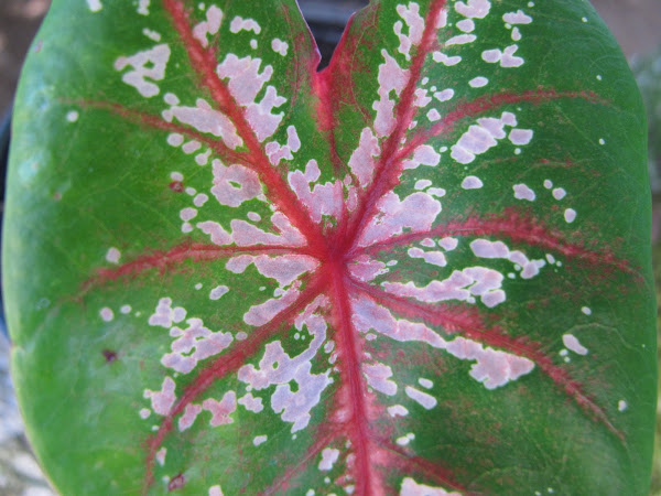 Elephant Ear | Project Noah