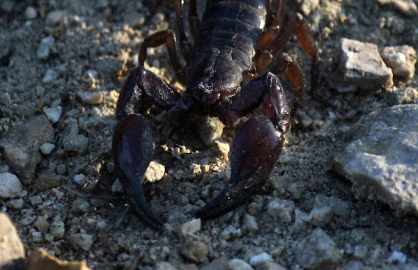 Red Scorpion | Project Noah