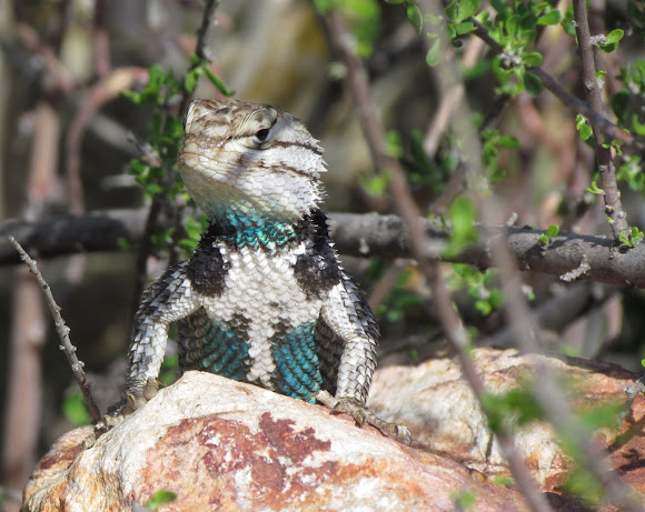 Desert Spiny Lizard | Project Noah